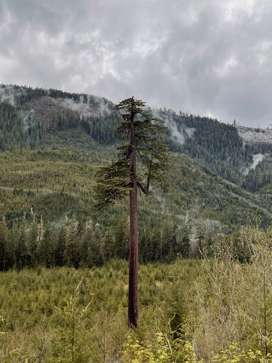 Big Lonely Doug - Moments of the Northwest Collection – Sitkas & Seas ...